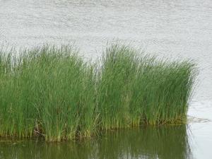 tall grass textures - Texturelib